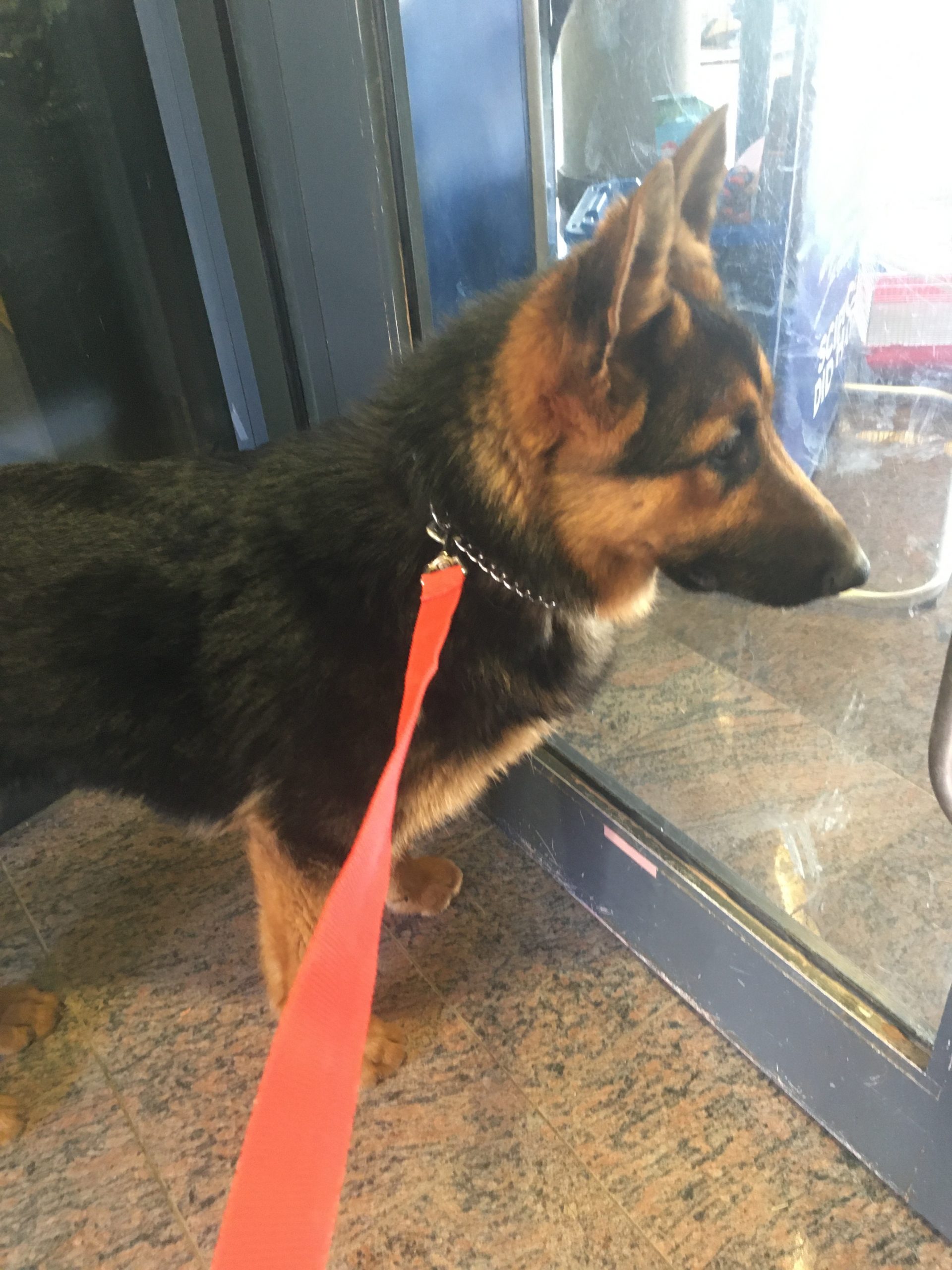 Shelby - Humane Initiative